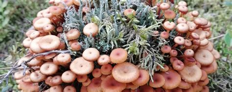 Грибы ягоды щедрый лес Волочёк Друзья подписчики эта группа только о грибах и о ягодах жду