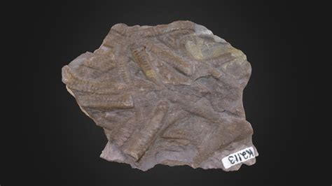 Arthrophycus Pri 76756 Download Free 3d Model By Digital Atlas Of