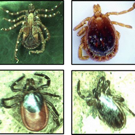 Sample Images Of Tick Species Sex And Life Stage Used In Model Download Scientific Diagram