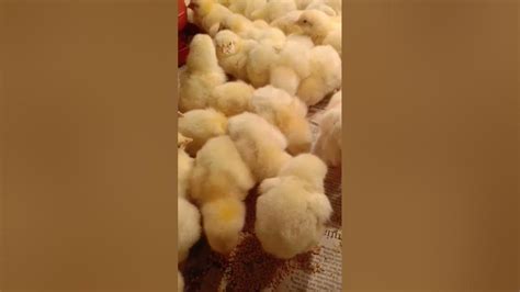 লিটেল লিটেল চিকস 😲 Choto Choto Murgir Bacca 🐣🐤🐥 Farming Youtube
