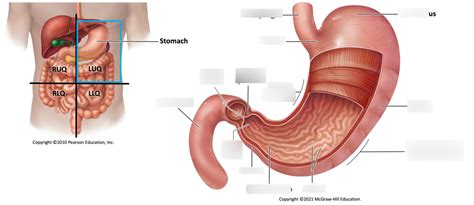 Diagram Of Stomach Quizlet