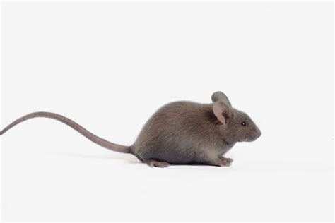 Dba 1 Mouse Janvier Labs