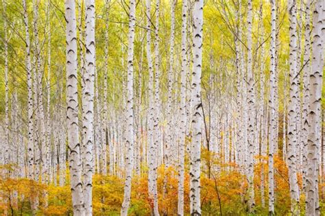 강원 인제 원대리 자작나무 숲 시흥신문