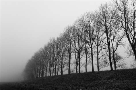 Trees In Mist Collection Behance Trees In Mist Collection Behance