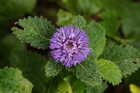 Centratherum Punctatum Gardening Responsibly