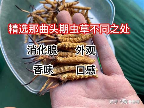 正宗那曲头期虫草的外观消化腺口感香味功效看完您就懂辨别了 知乎