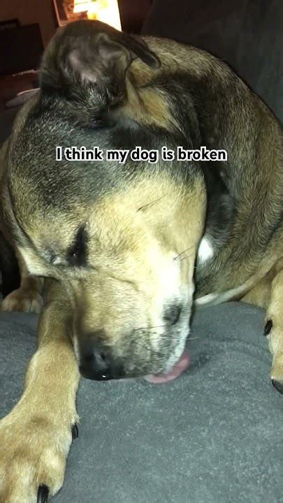 I Think My Dog Is Broken Dog Puppy Mlem Lick Youtube