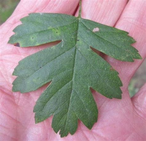 Leaf Lobed Tree Guide UK Tree ID By Pinnately Lobed Leaves