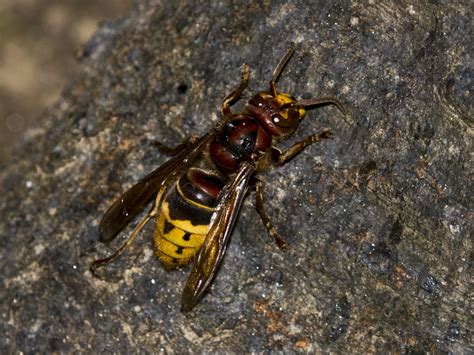 European Hornet Pest Control Pest Control