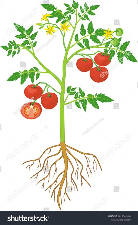 Tomato Plant Roots Stock Illustrations Images And Vectors Shutterstock