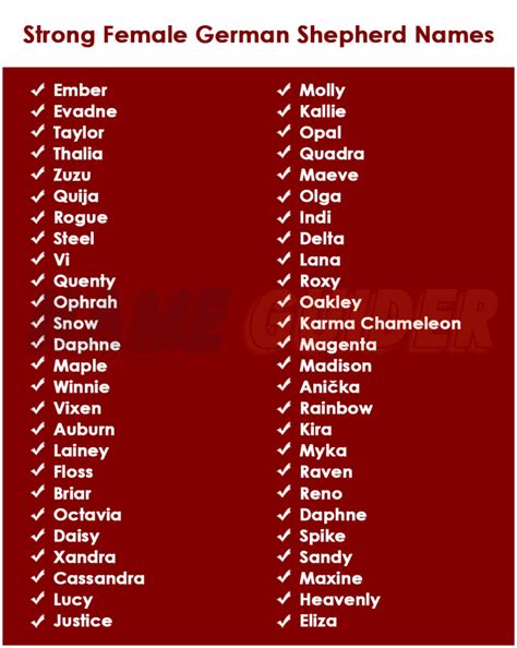 600 Strong Female German Shepherd Names Name Guider