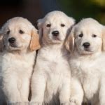 PyCharm打包Python程序纯净环境 CSDN博客