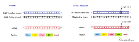 13 Description Of Silent Mutation D Frameshift Mutations Addition Or
