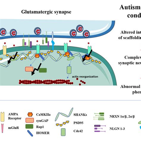 Schematic Representation Of Glutamatergic Synapse Showing Altered Download Scientific Diagram