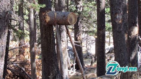 Zangi Mn Самарт яваад сураггүй алга болсон иргэнийг эрэн хайж байна