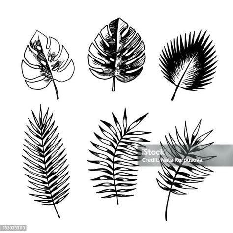 열대 잎의 실루엣 흰색 배경에 고립 된 손바닥 잎과 몬스터를 손으로 그립니다 엽서 패턴 인쇄물 배너의 디자인에 적합합니다 벡터 그림입니다 0명에 대한 스톡 벡터 아트 및