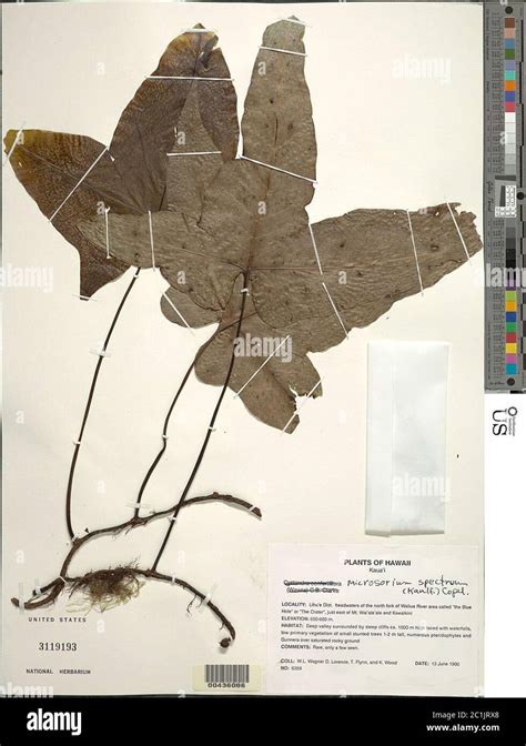 Microsorum Spectrum Kaulf Copel Microsorum Spectrum Kaulf Copel Stock