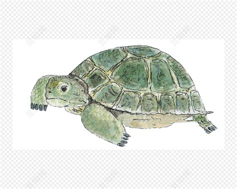 彩色卡通手绘乌龟插图背景图片免费下载 觅知网