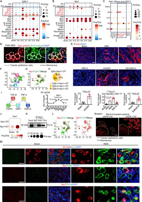 靶向远端肾小管中的跨膜细胞因子共受体神经纤毛蛋白 1 可改善肾损伤和纤维化 Nature Communications X Mol