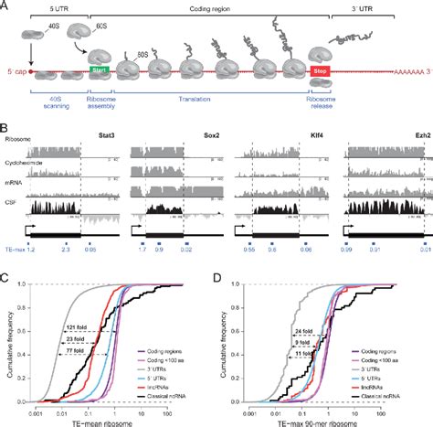 Figure 1 From Ribosome Profiling Provides Evidence That Large Noncoding Rnas Do Not Encode