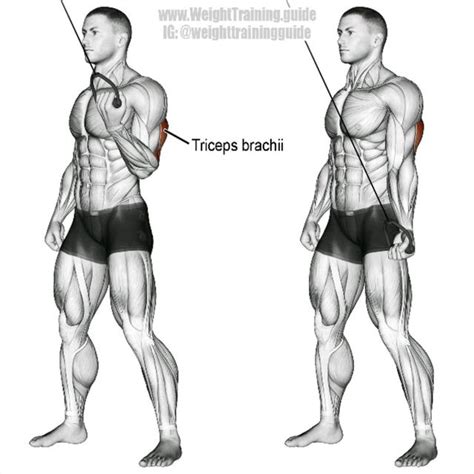Single Tricep Pushdown By Uncle Heiko S Exercise How To Skimble