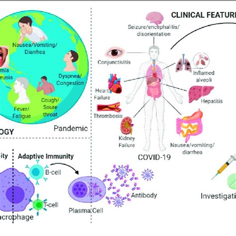 Schematic Overview Of Sars Cov 2 Epidemiology Pathogenesis And