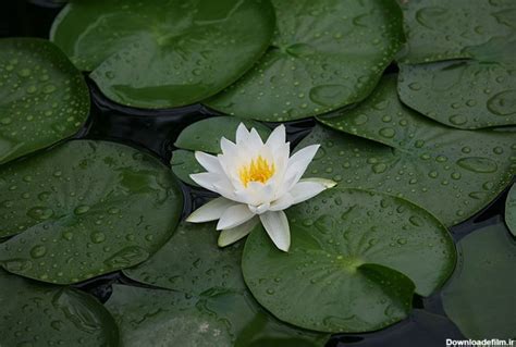 عکسهای گل نیلوفر ابی