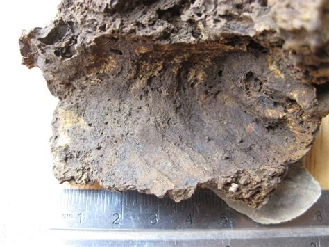 Sponge Fossil ID The Fossil Forum