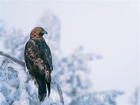 Birdphoto Golden Eagle Aquila Chrysaetos Northern Finland In Mid Winter