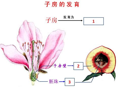 【每日一讲】初中生物：花的结构与发育
