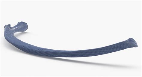 3d Model Kangaroo Red Necked Wallaby Rib T10 Turbosquid 2069492