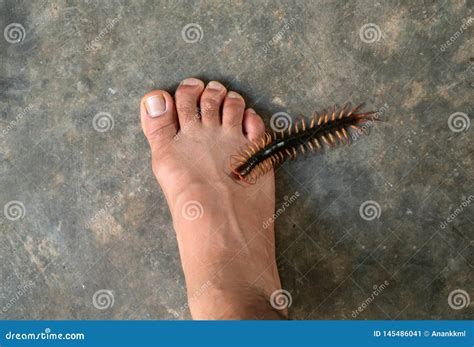 House Centipede Bites On Humans Symptoms Risks And Safe Removal