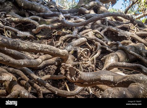 Tree Roots Crack Hi Res Stock Photography And Images Alamy
