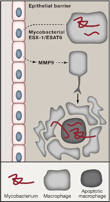 Figure 5 From Host Evasion And Exploitation Schemes Of Mycobacterium Tuberculosis Semantic Scholar