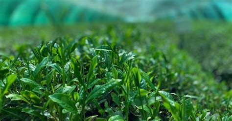 하동녹차연구소 고급 말차 생산·수출용 차광재배 시동