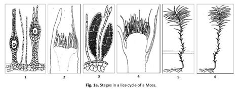 Solved Match The Structures In Fig A With The Correct Chegg