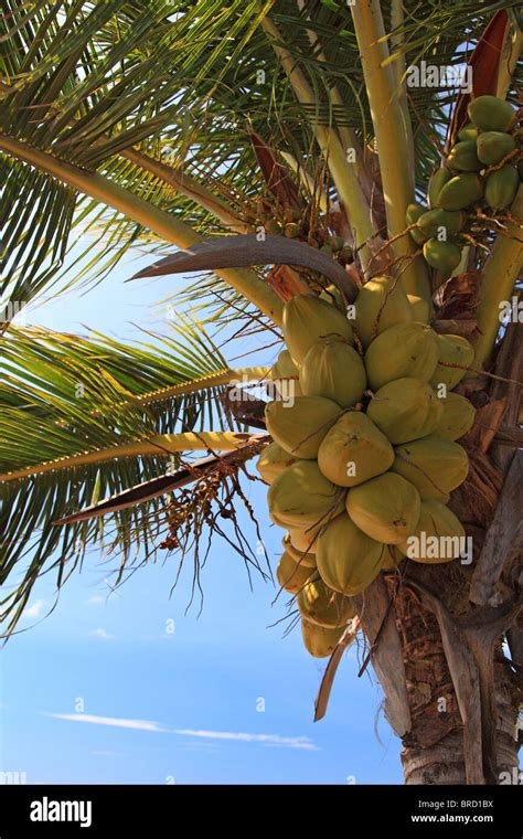 Coconuts On A Tropical Palm Tree Stock Photo Alamy