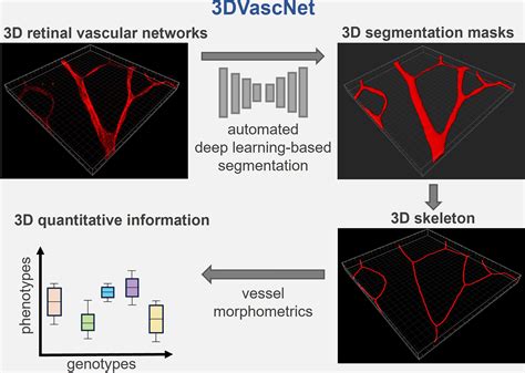 3dvascnet An Automated Software For Segmentation And Quantification Of