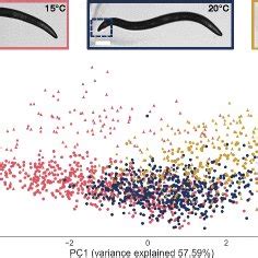 A PCA Visualizing The Effect Of Temperature On The Sexual Phenotype Download Scientific