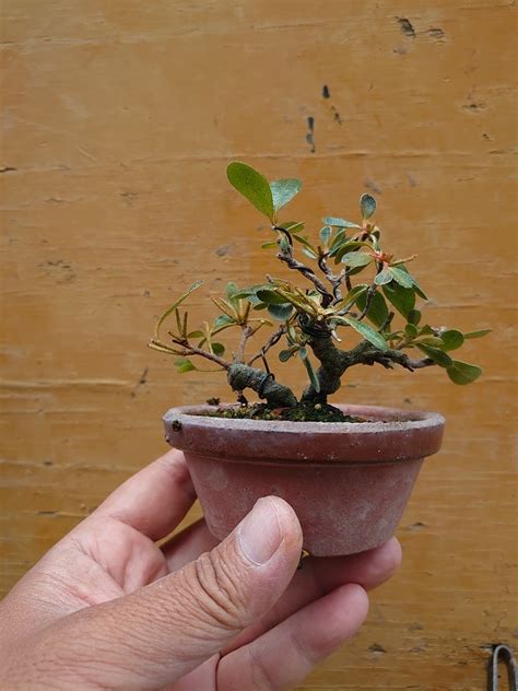 サツキの植替え 潮風盆栽記