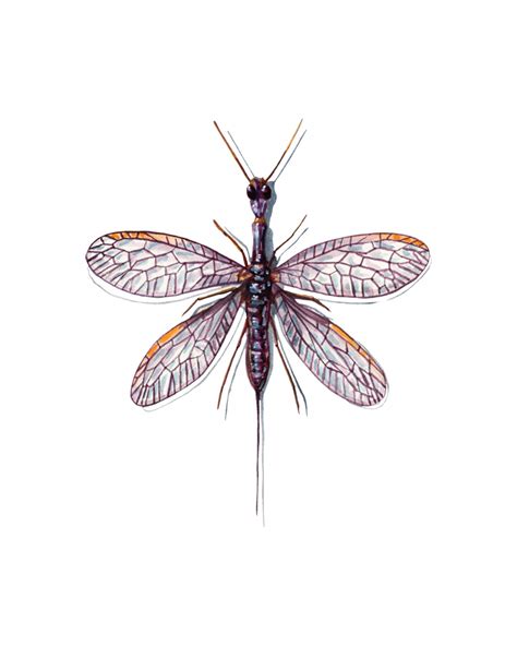 Snakeflies Raphidioptera • Flyfish Circle