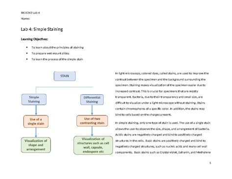 BIOS242 Week 2 Lab 4 Simple Staining Techniques And Observations Studocu