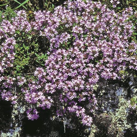 Creeping Thyme Thymus Serpyllum Mother Of Thyme Drought Tolerant Ground