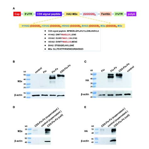 Determination Of The Optimal N P Molar Ratio Between LNP Man And Download Scientific Diagram