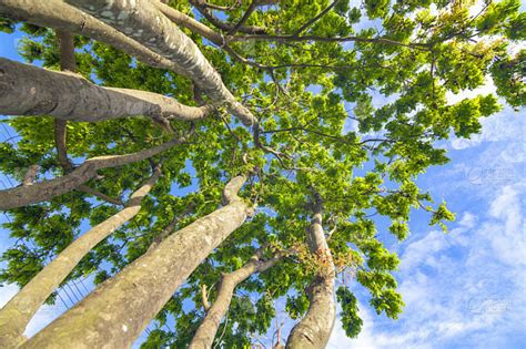 自然背景的底部视图，树木延伸到蓝天
