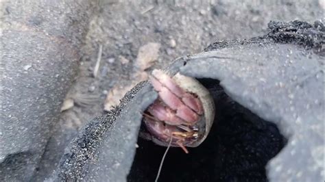 බලන්න මේ සත්තු දැකල තියෙනවද කියල 🫠🫠🦂🦂 Youtube