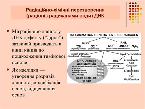 Дія іонізуючих випромінювань та наслідки радіаційно хімічних перетворень біологічно важливих
