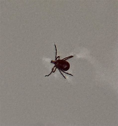 Anyone Know What Kinda Tick This Is R Whatbugisthis