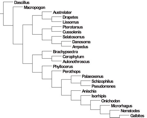 Single Most Parsimonious Tree Combined Data Download Scientific Diagram