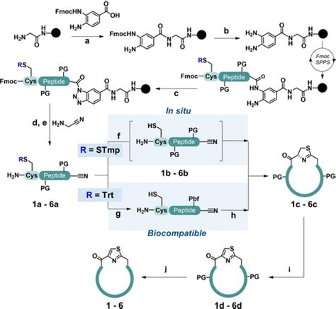 Biocompatible Synthesis Of Macrocyclic Thiazol In E Peptides He